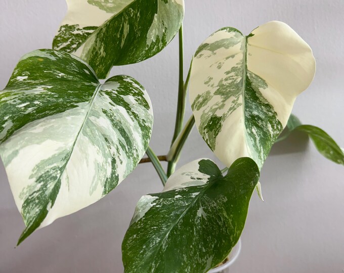 Monstera Deliciosa Albo Variegata - Small Form - Etsy