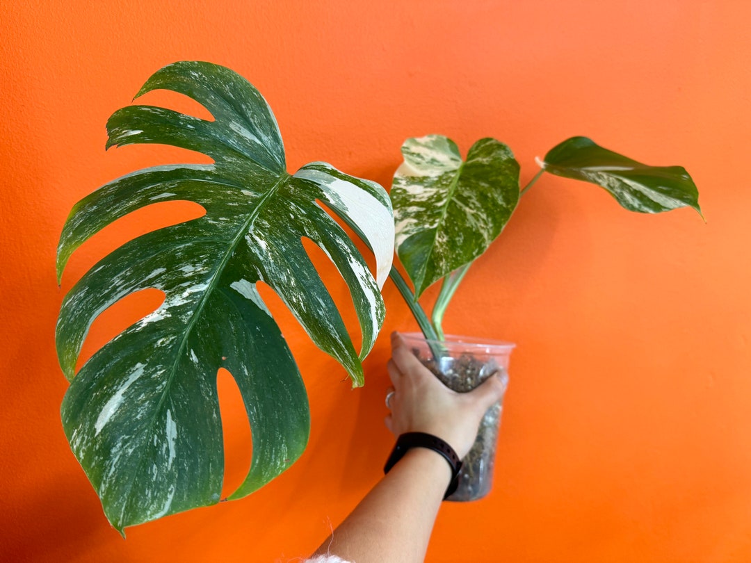 Monstera Deliciosa Albo Variegata Small Form - Etsy