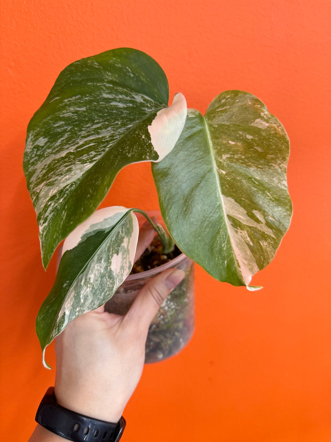Monstera Deliciosa Albo Variegata Small Form - Etsy