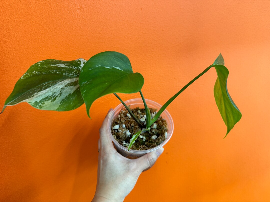 Monstera Deliciosa Albo Variegata Small Form - Etsy