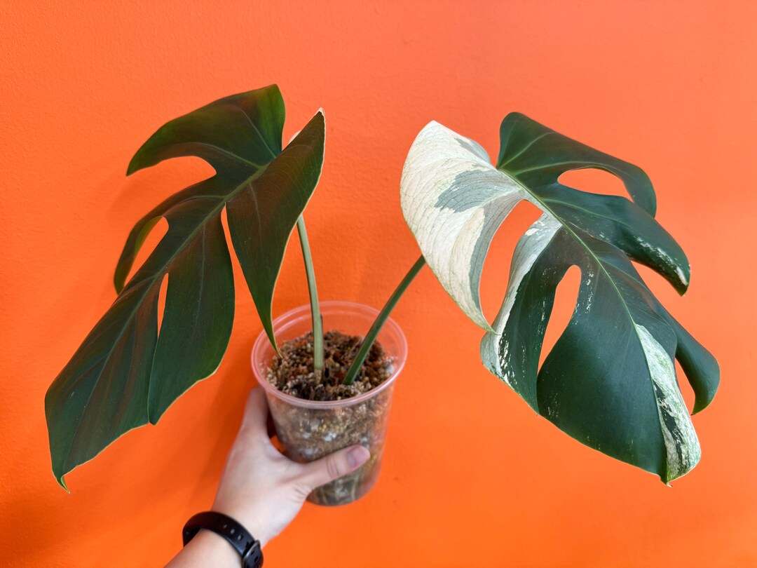 Monstera Deliciosa Noid Mint intermediate Form Rooted Top Cut - Etsy