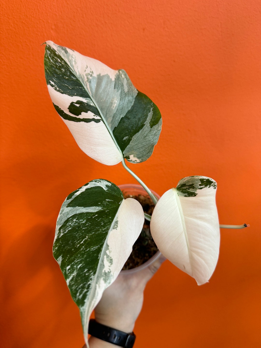 Monstera Deliciosa Albo Variegata Small Form - Etsy