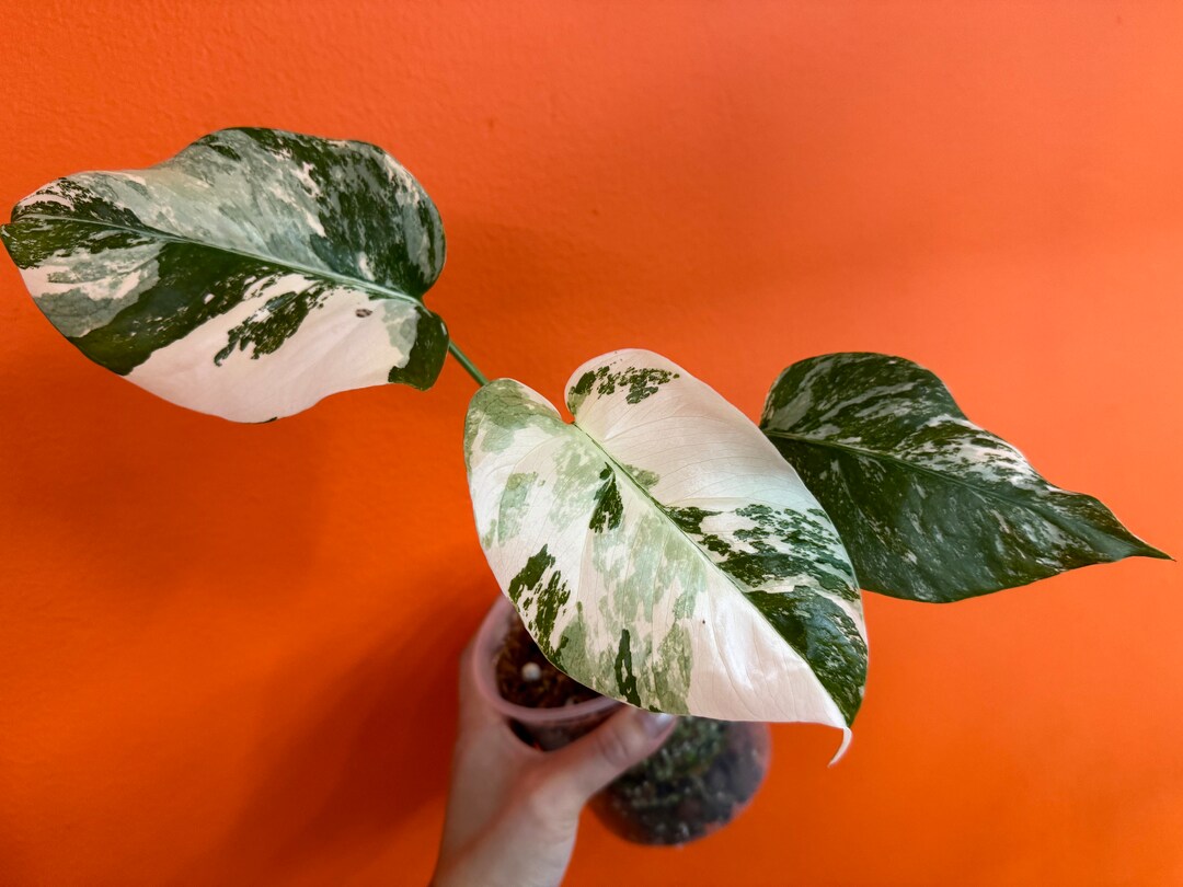 Monstera Deliciosa Albo Variegata Small Form - Etsy