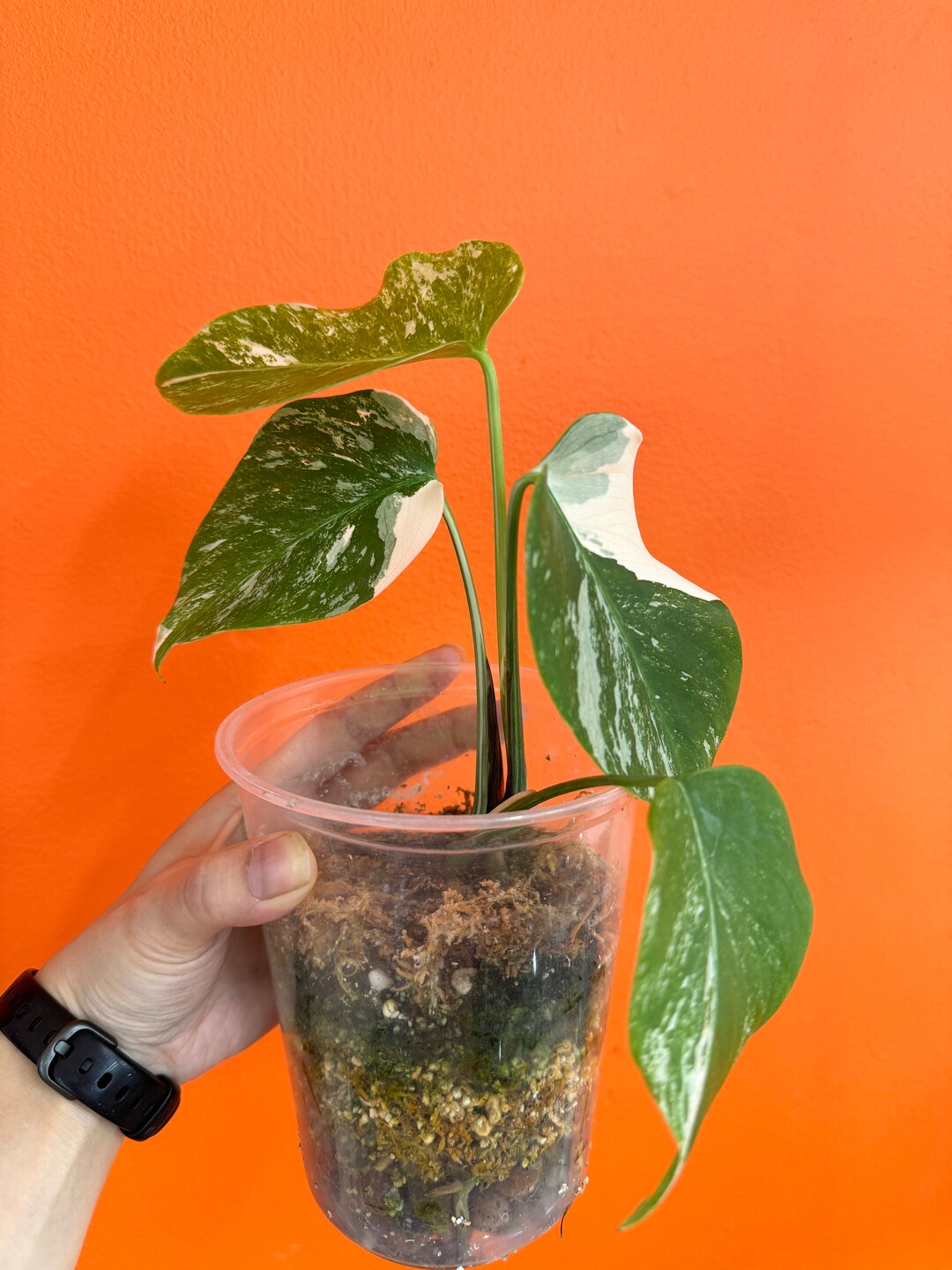 Monstera Deliciosa Albo Variegata Small Form - Etsy