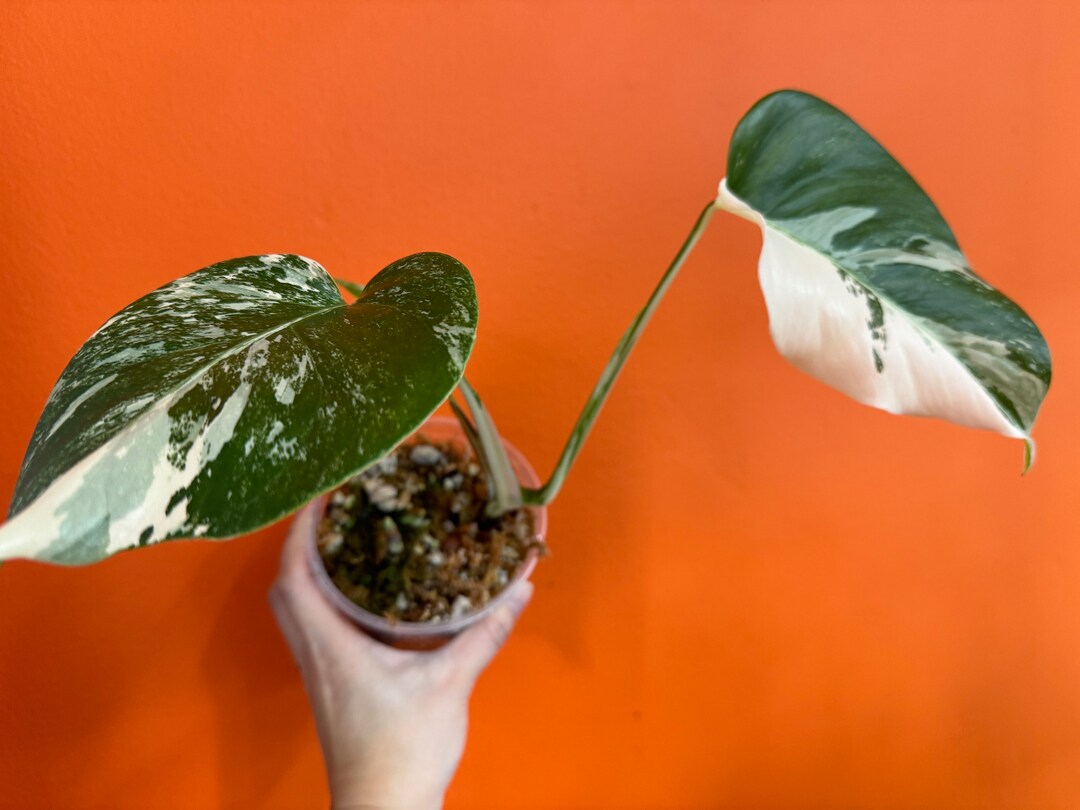 Monstera Deliciosa Albo Variegata Small Form - Etsy