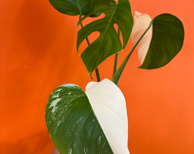 Monstera Deliciosa Albo Variegata Small Form - Etsy