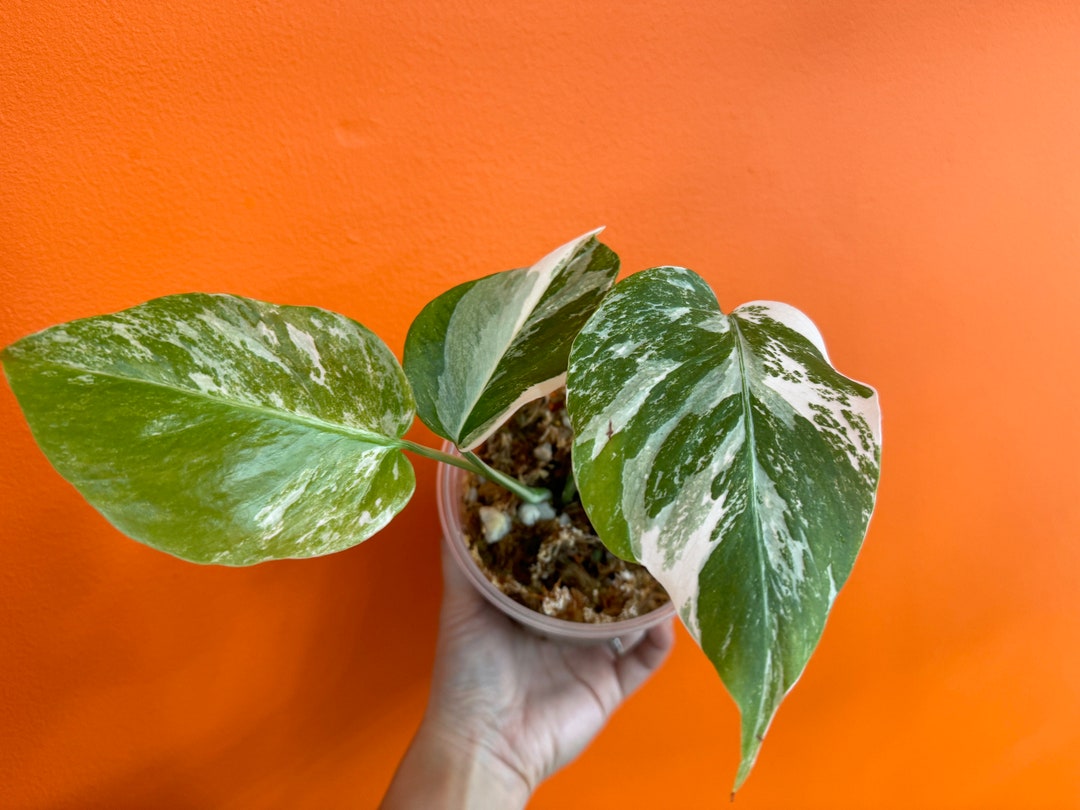 Monstera Deliciosa Albo Variegata Small Form - Etsy