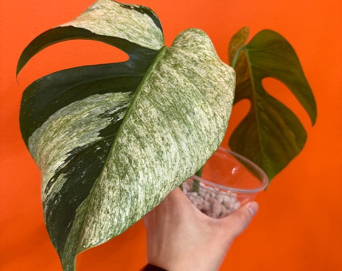 Monstera Deliciosa Noid Mint intermediate Form Rooted Top Cut - Etsy