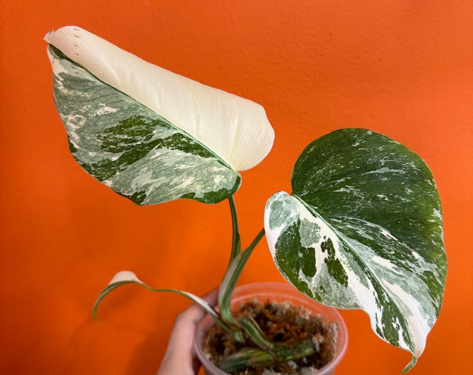 Monstera Deliciosa Albo Variegata - Small Form - Etsy