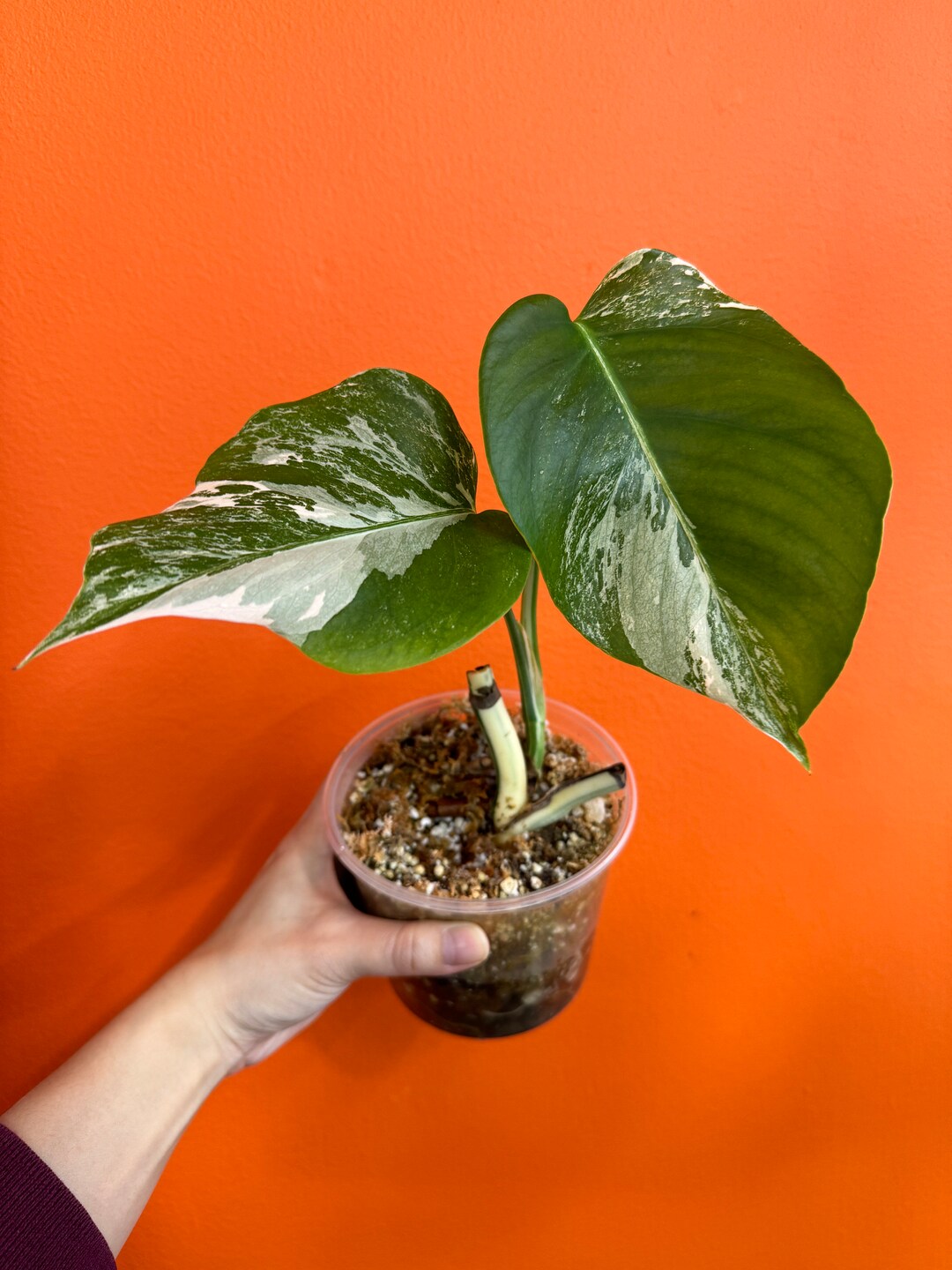 Monstera Deliciosa Albo Variegata Small Form - Etsy