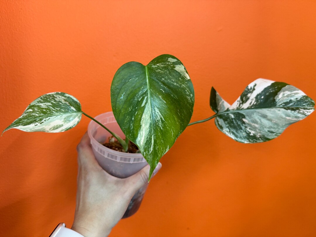 Monstera Deliciosa Albo Variegata Small Form - Etsy