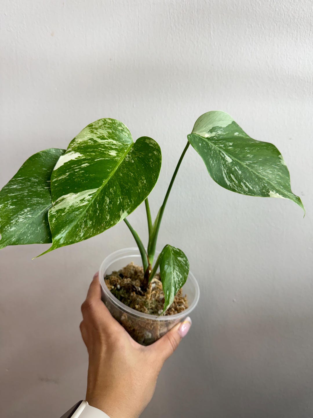 Monstera Deliciosa Albo Variegata Small Form - Etsy
