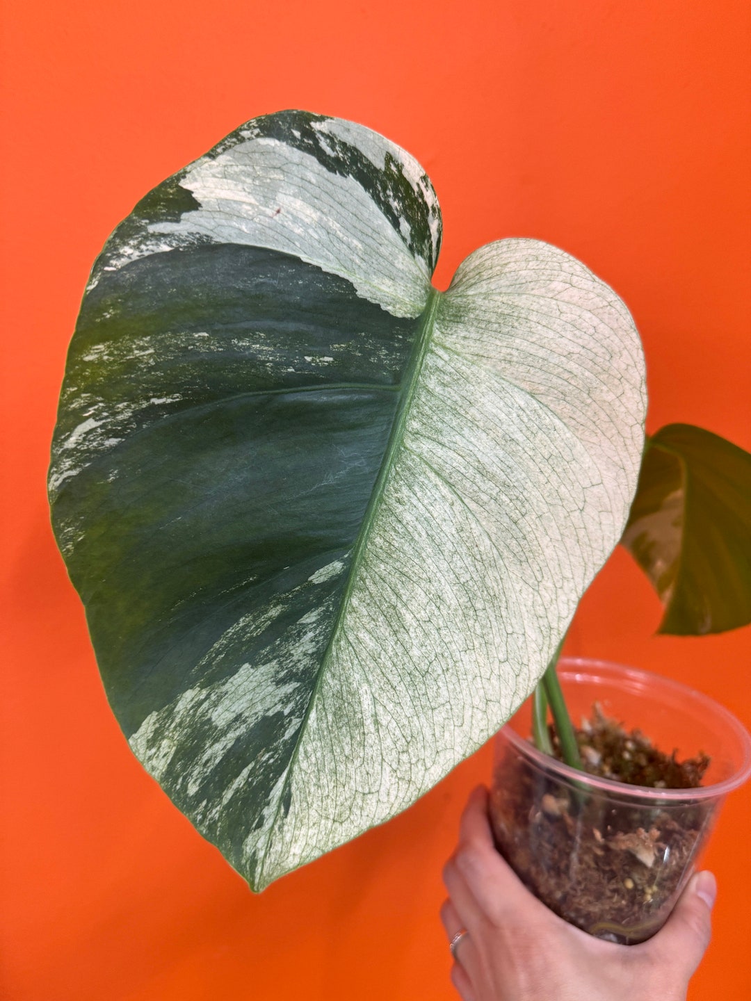 Monstera Deliciosa Noid Mint intermediate Form Rooted - Etsy