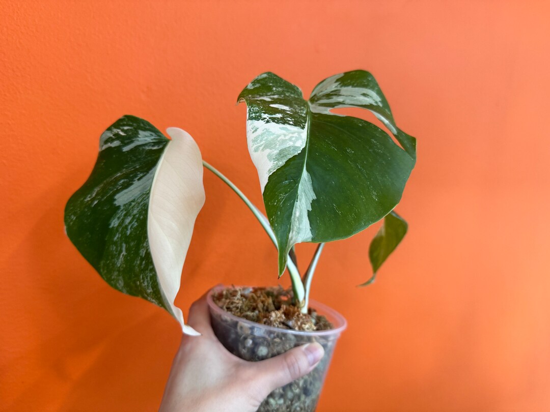 Monstera Deliciosa Albo Variegata Small Form - Etsy