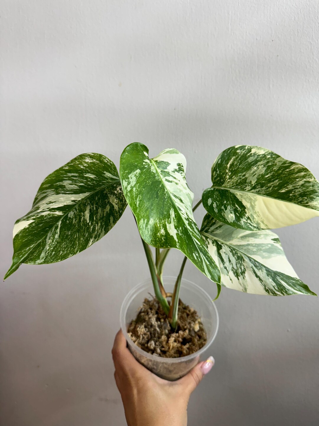 Monstera Deliciosa Albo Variegata Small Form - Etsy