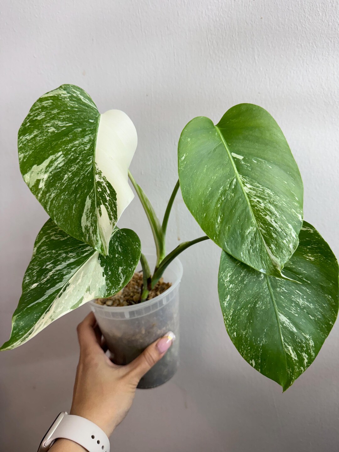 Monstera Deliciosa Albo Variegata Small Form - Etsy