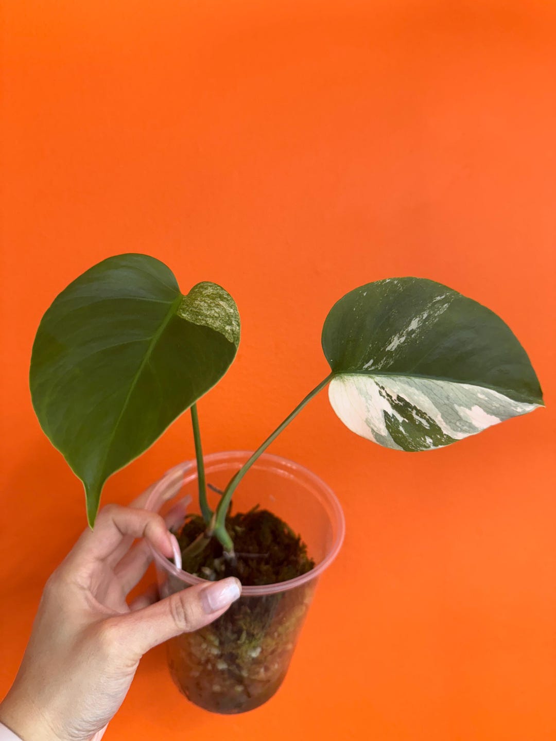 Monstera Deliciosa Noid Mint (intermediate Form) - Etsy