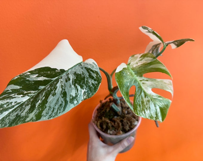 Monstera Deliciosa Albo Variegata - Small Form - Etsy