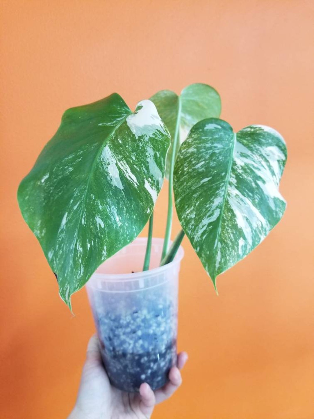 Monstera Deliciosa Albo Variegata Small Form - Etsy