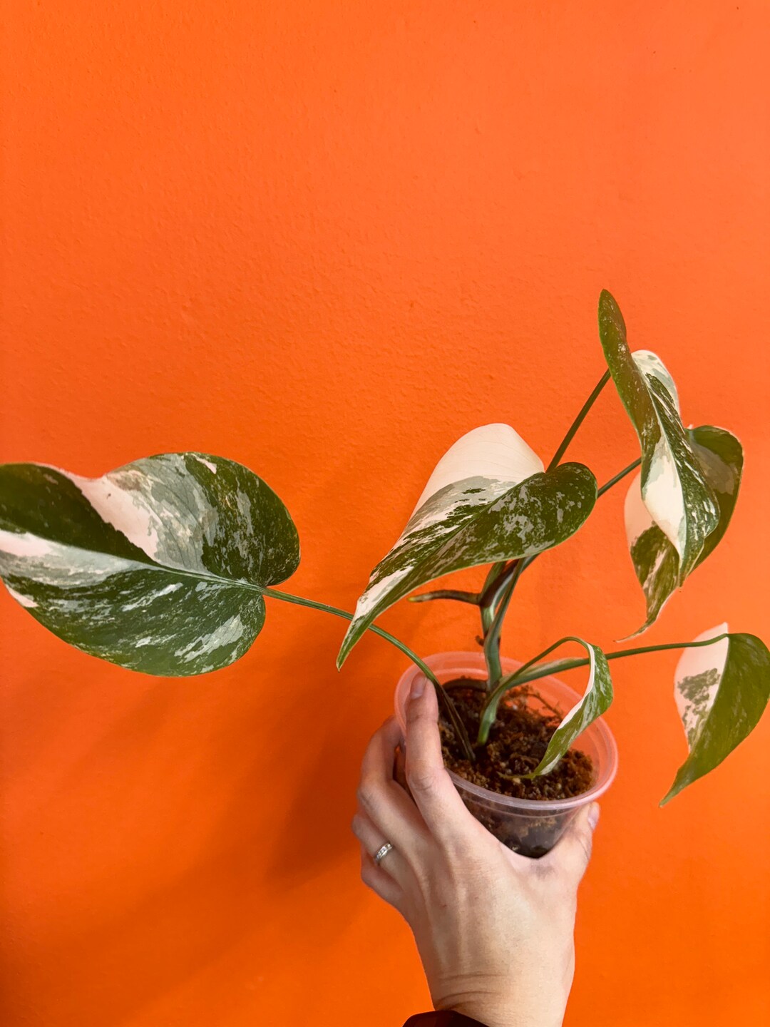 Monstera Deliciosa Albo Variegata Small Form - Etsy