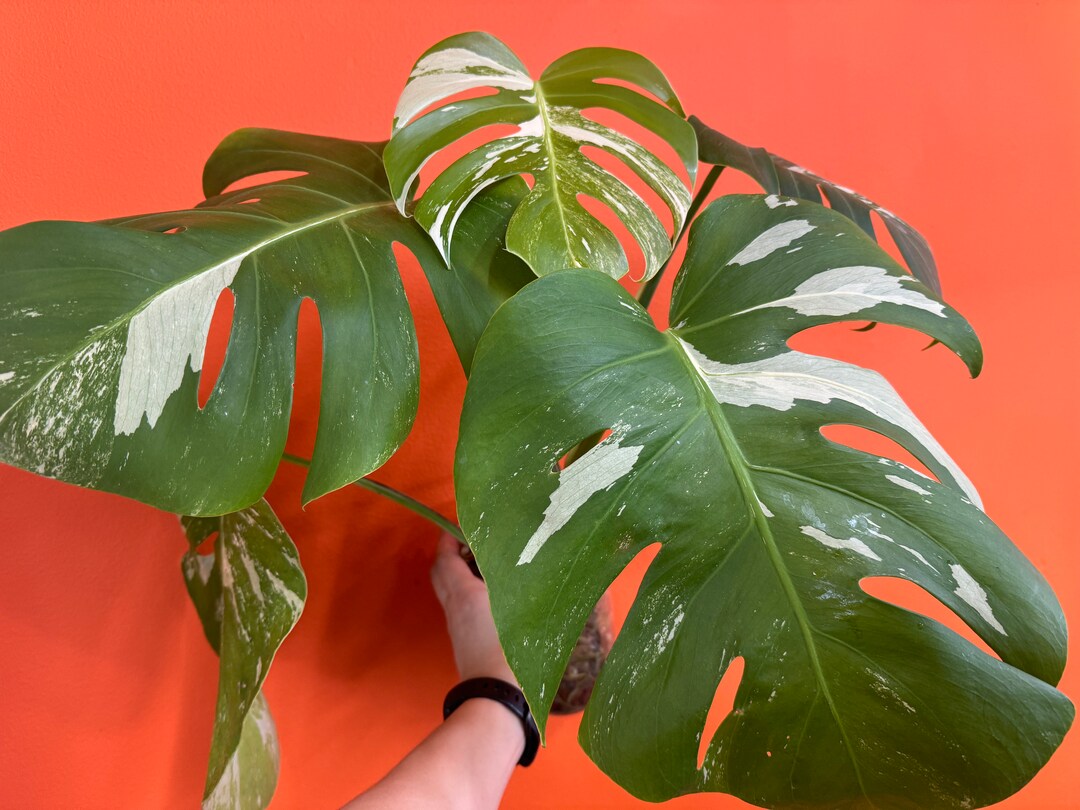 Monstera Deliciosa Albo Variegata Small Form - Etsy