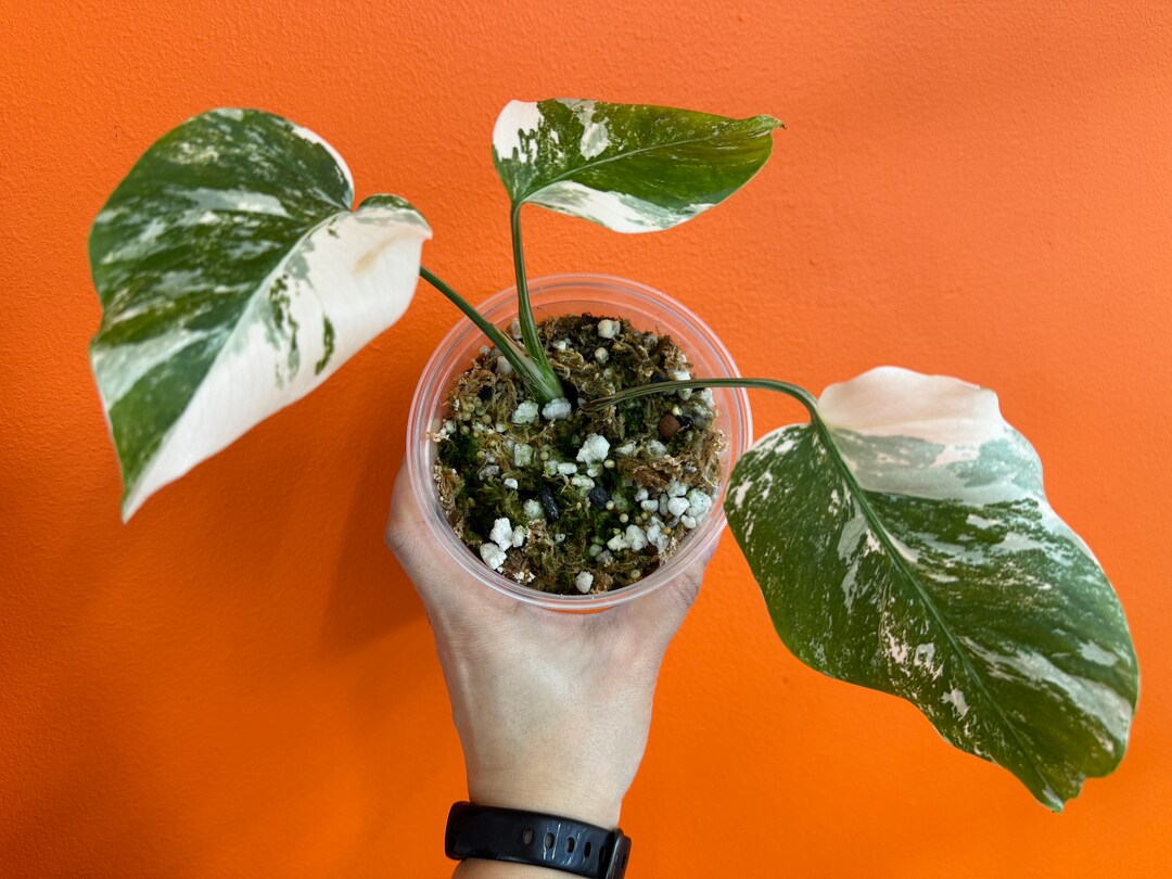 Monstera Deliciosa Albo Variegata Small Form - Etsy