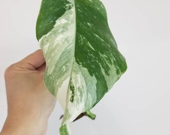 Monstera Deliciosa Albo Variegata - Small Form - Etsy