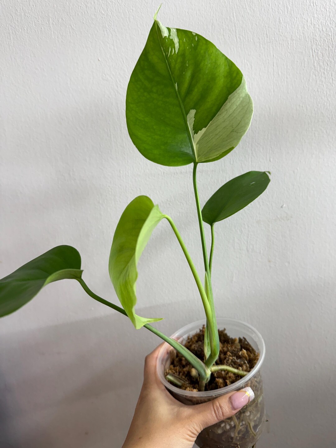 Monstera Deliciosa Albo Variegata Small Form - Etsy