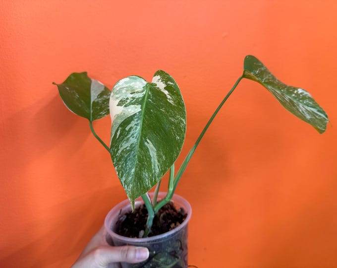 Monstera Deliciosa Albo Variegata - Small Form - Etsy
