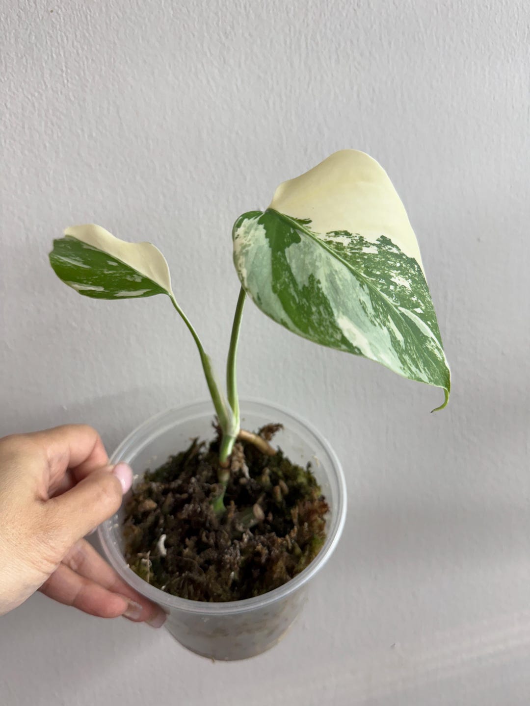 Monstera Deliciosa Albo Variegata Small Form - Etsy
