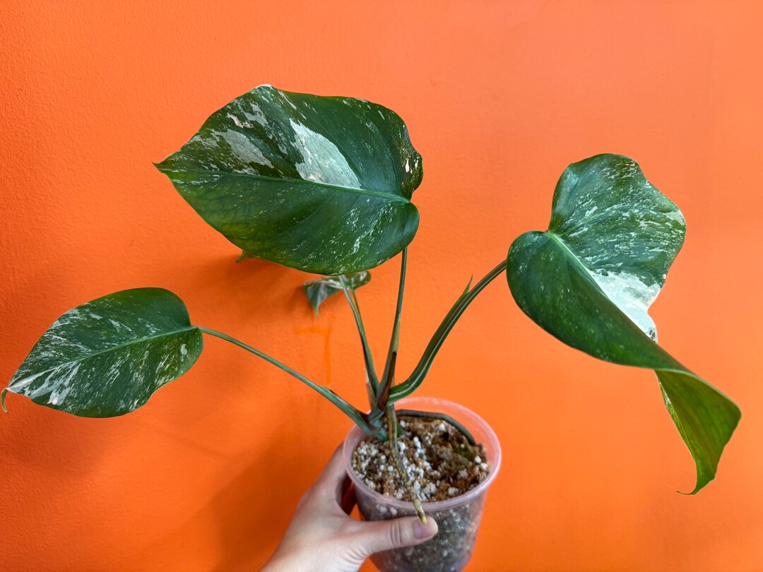 Monstera Deliciosa Albo Variegata Small Form - Etsy