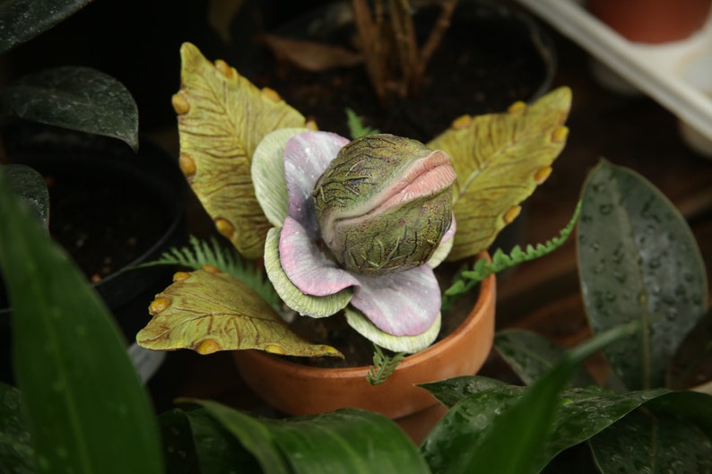 Baby Audrey 2 - Etsy