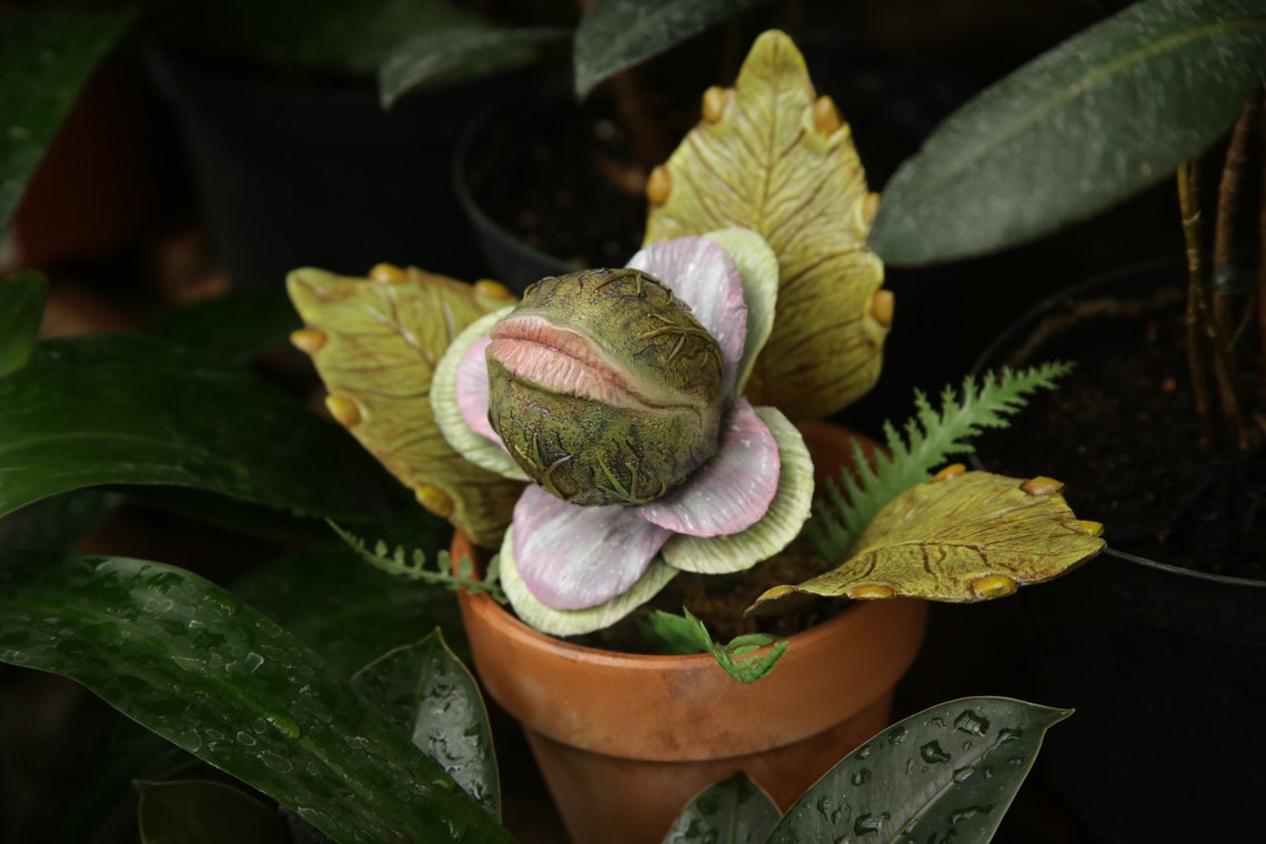 Baby Audrey 2 - Etsy