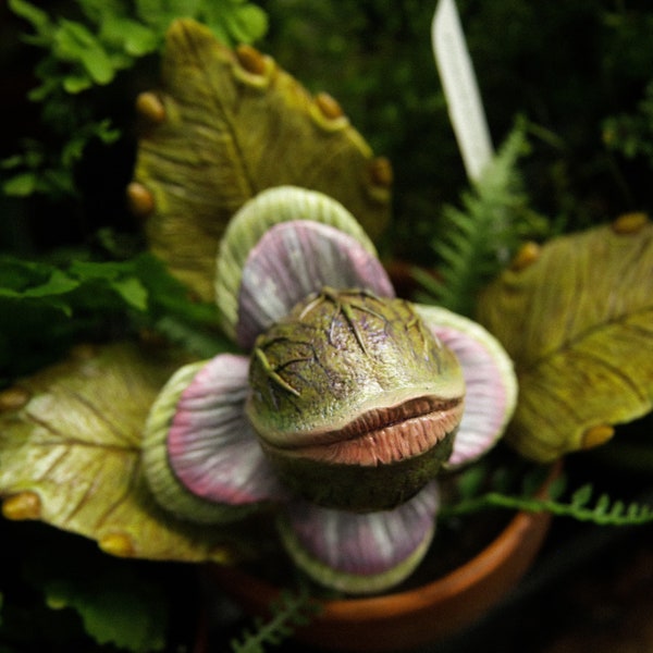 Audrey 2 Plant - Etsy