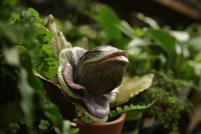 Baby Audrey 2 - Etsy