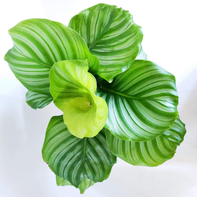 Calathea - Etsy