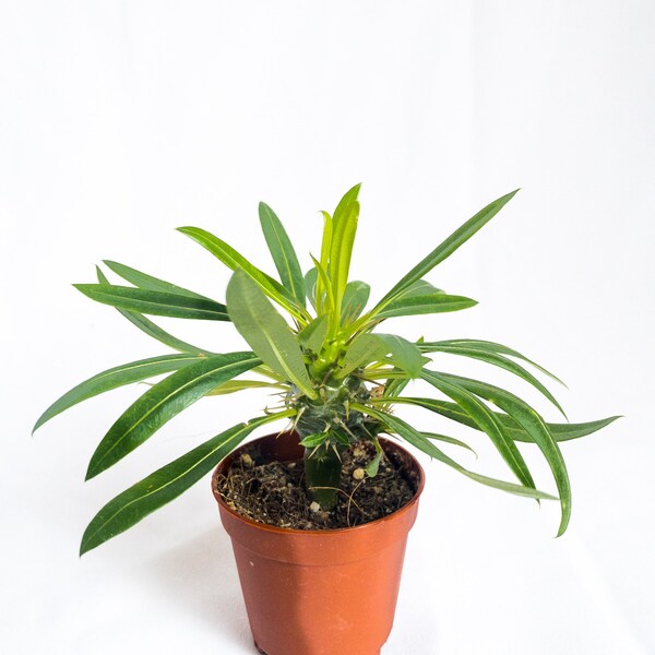 Madagascar Palm - Etsy