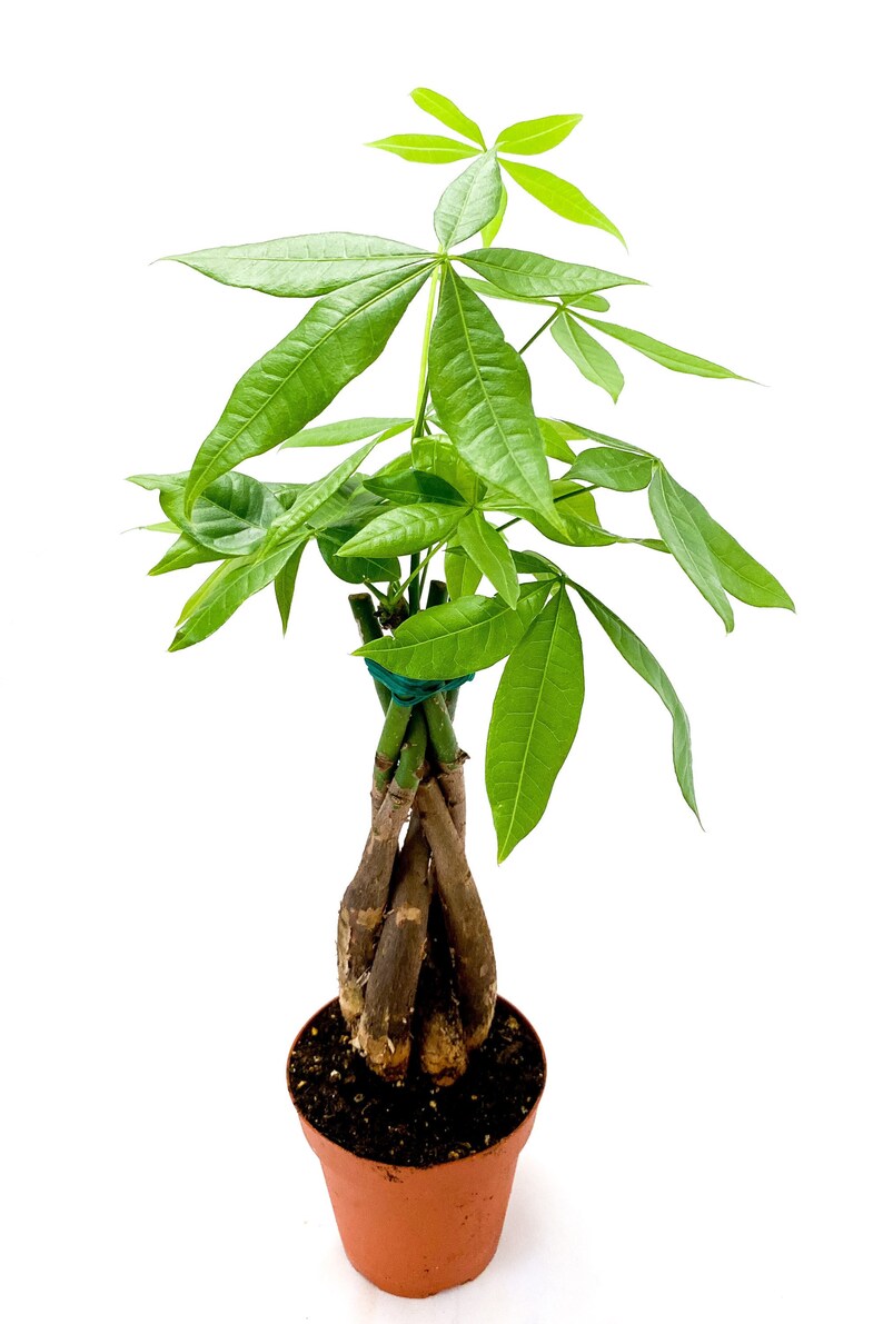 4 Pachira Aquatica Tall Chinese Money Tree Easy Plant - Etsy