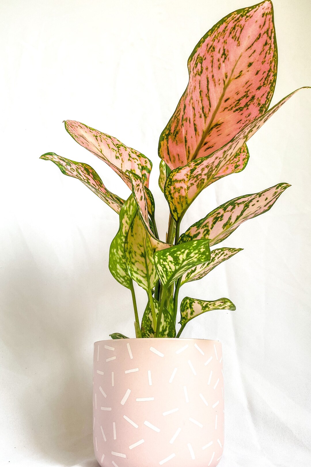 4 Pink Sprinkle Ceramic Pot - Etsy