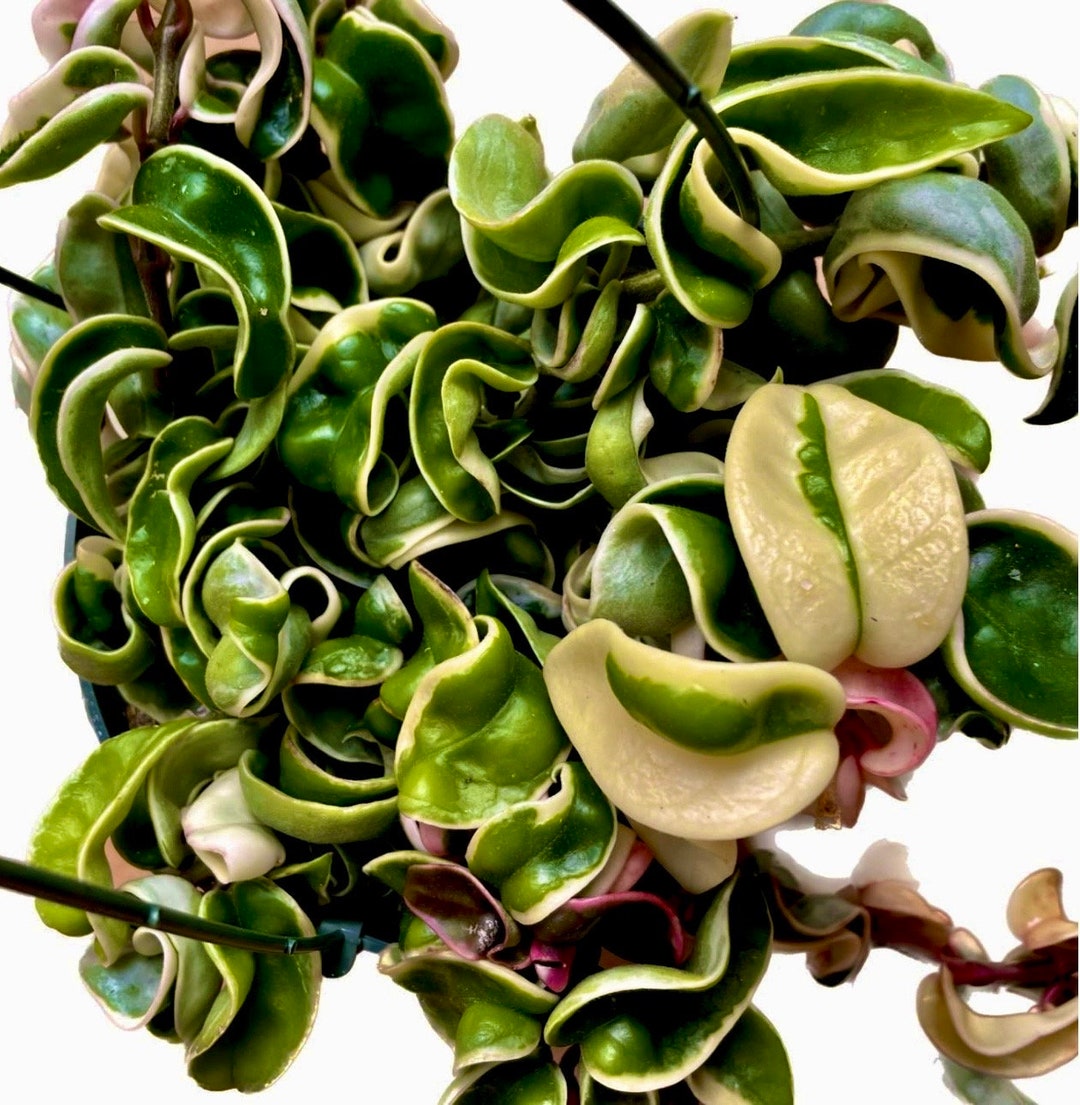 6" Variegated Hindu Rope Hoya - Etsy