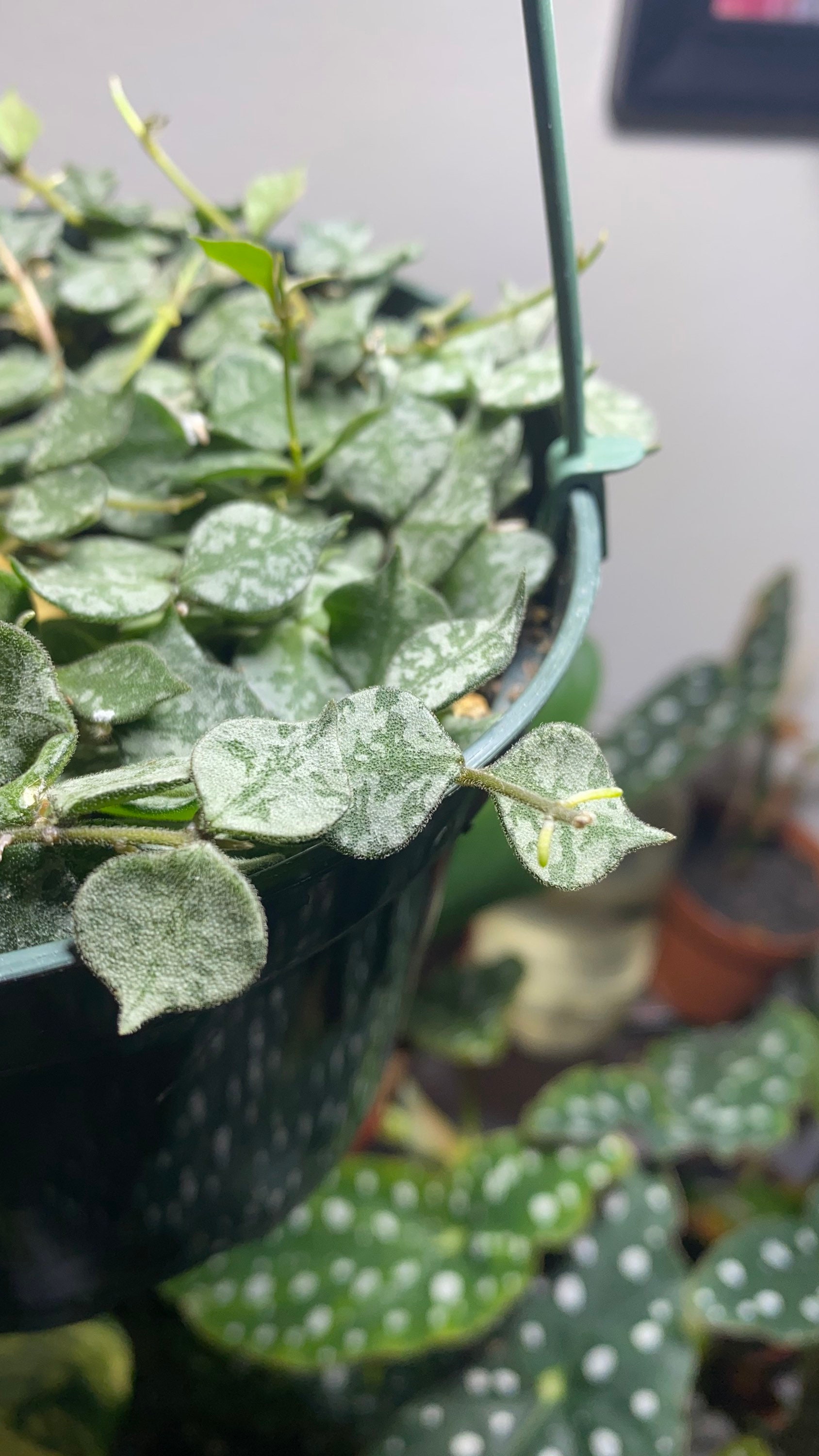 Rare Hoya Curtsii Fuzzy Hoya | Etsy