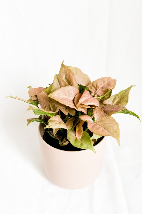 4.5 Pastel Pink Pot With Strawberry Cream Syngonium | Etsy
