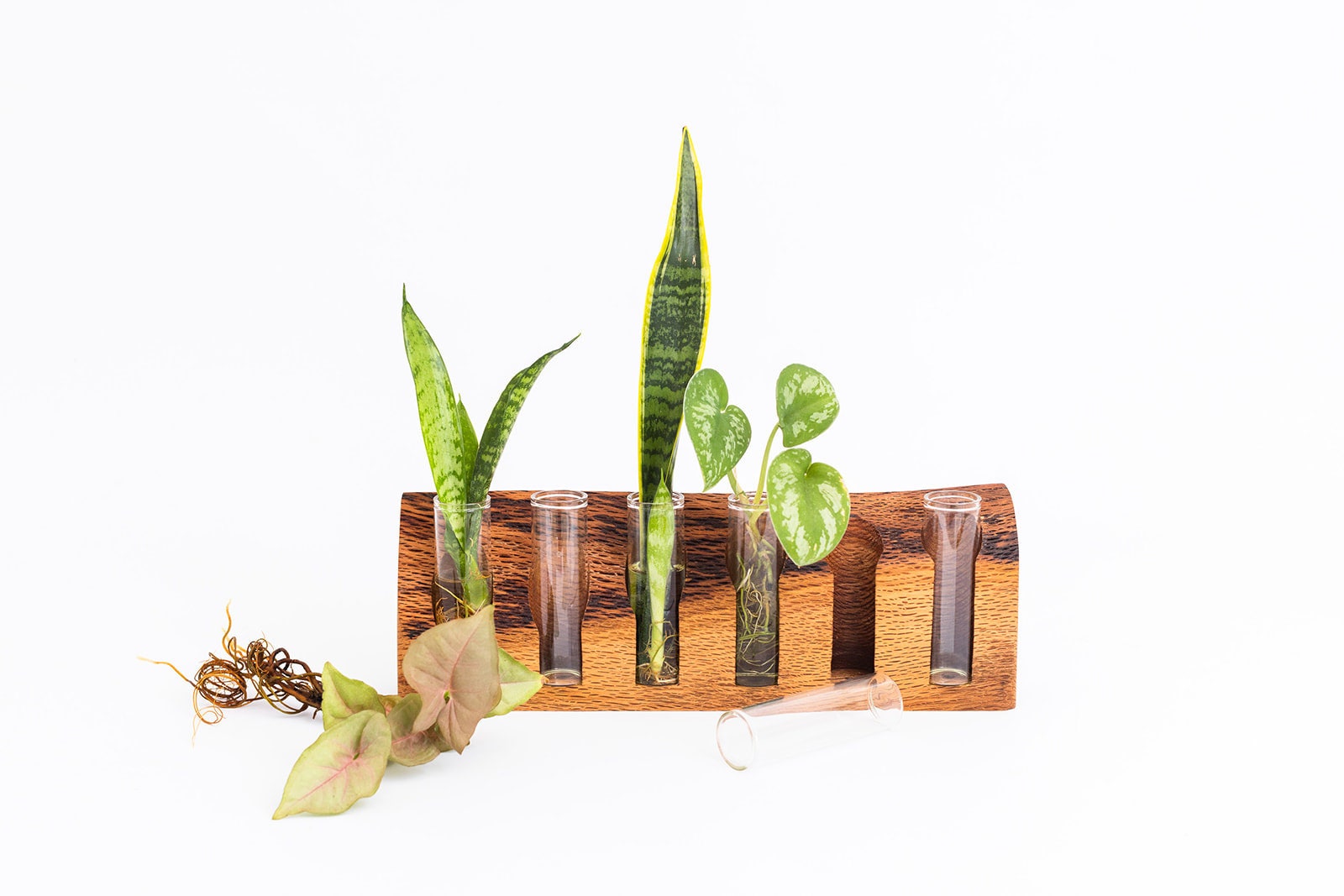 Live Edge Propagation Stand/station - Handcrafted Solid Hardwood Modern ...