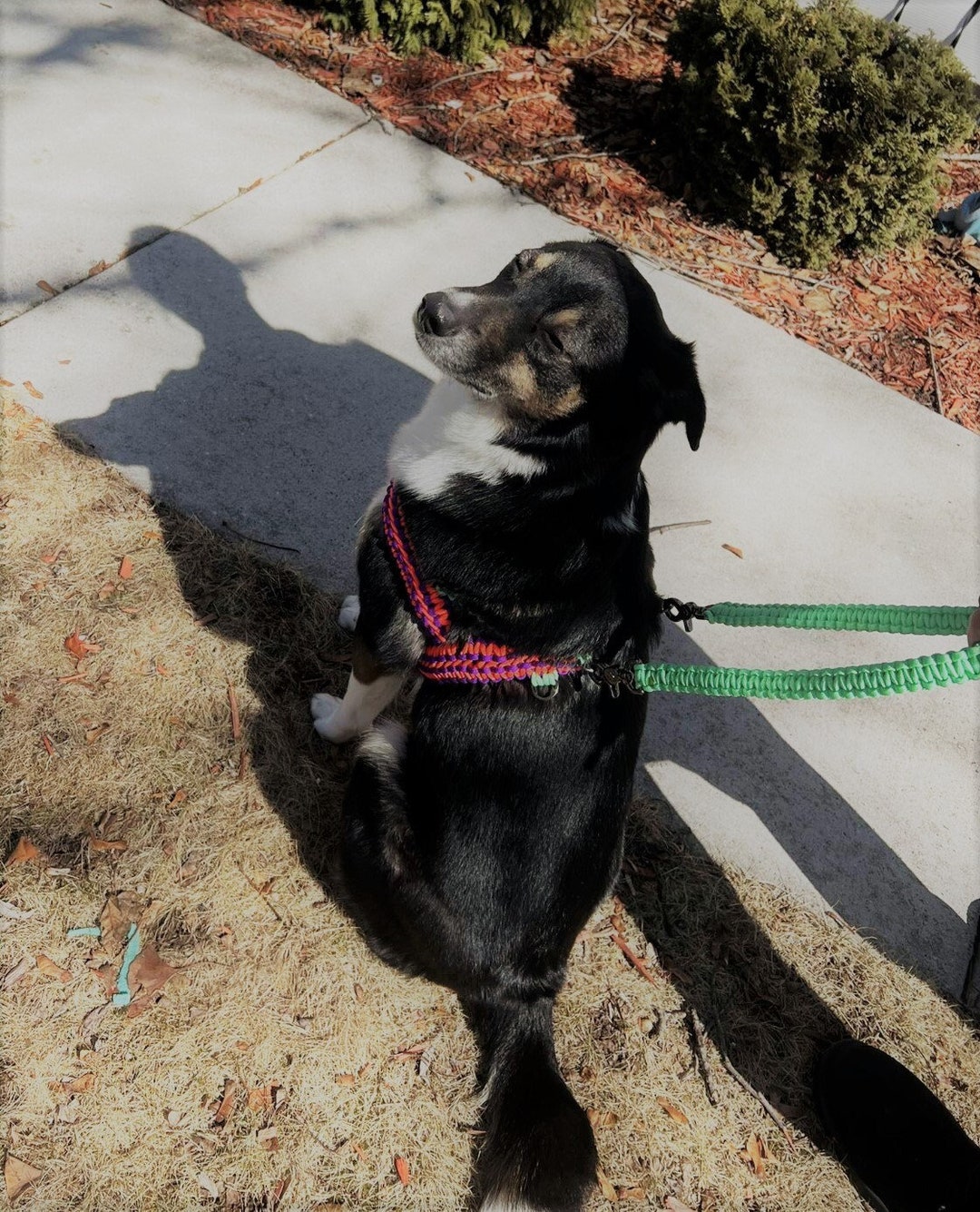 Custom Paracord Pet Harness - Etsy