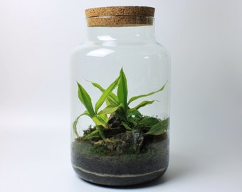 Ready made terrarium | Etsy
