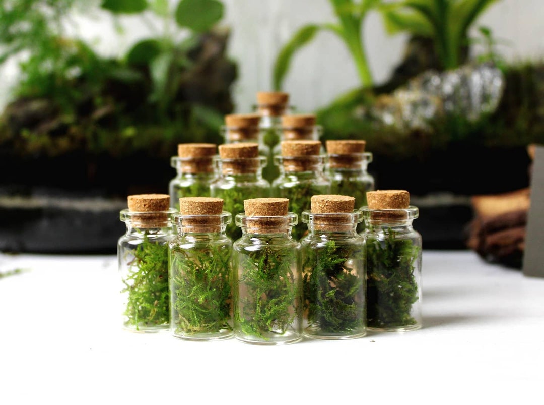 Food Chain Terrarium Projects