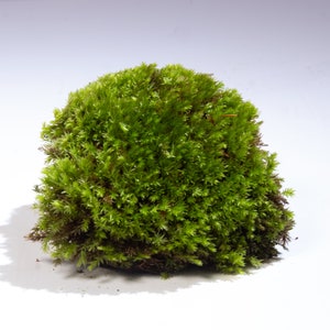 Terrarium Substrate Kit Pack – DIY LECA, Charcoal, Soil, Moss and Stone ...