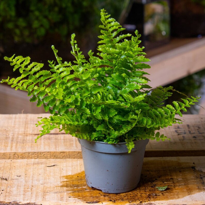 Nephrolepis Exaltata 6cm | Boston Fern | Terrarium Plant - Etsy UK