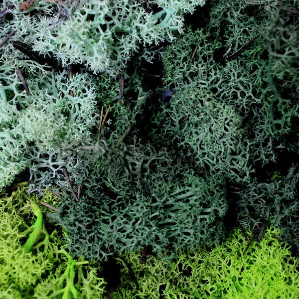 Preserved Moss - Etsy UK