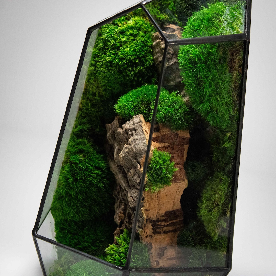 Geometric Terrarium Prism Desktop Mossarium Centrepiece Preserved Moss ...